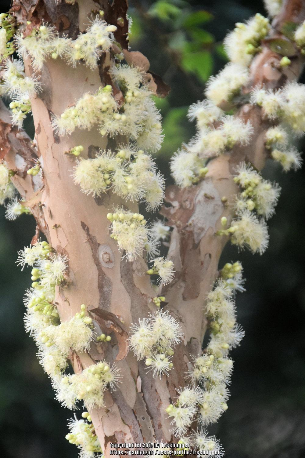 Photo of the bloom of Jaboticaba (Plinia cauliflora) posted by ...