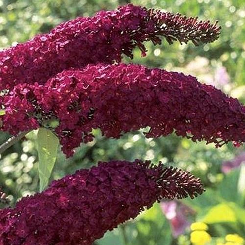 Photo of the bloom of Butterfly Bush (Buddleja davidii Cranrazz ...