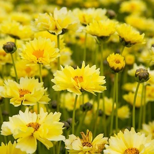 Tickseed (Coreopsis 'Solar Dance') in the Tickseeds Database - Garden.org
