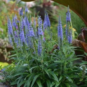 Speedwell (Veronica Moody Blues™ Sky Blue) in the Veronicas Database ...