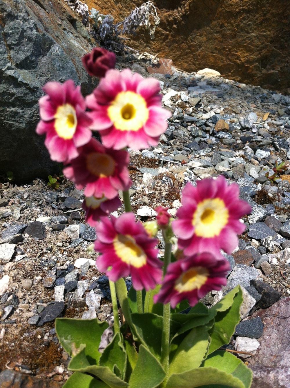 National Primrose Day in the Sandbox forum - Garden.org