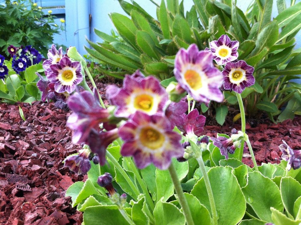 National Primrose Day in the Sandbox forum - Garden.org