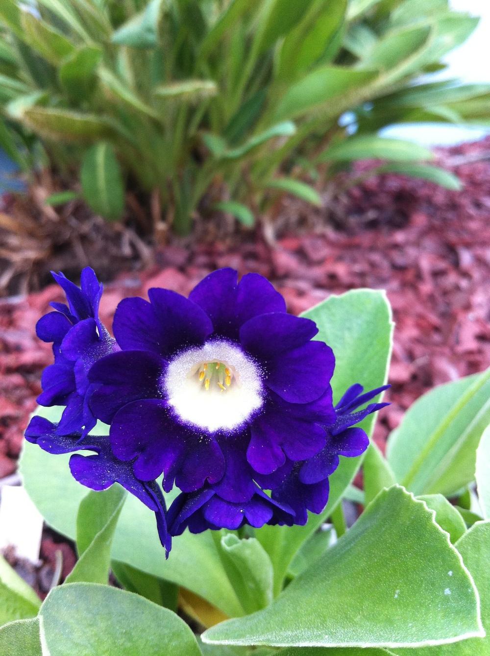 National Primrose Day in the Sandbox forum - Garden.org