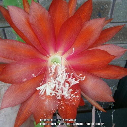 Epiphyllum 'Gold Flash' in the Epiphyllum Database - Garden.org
