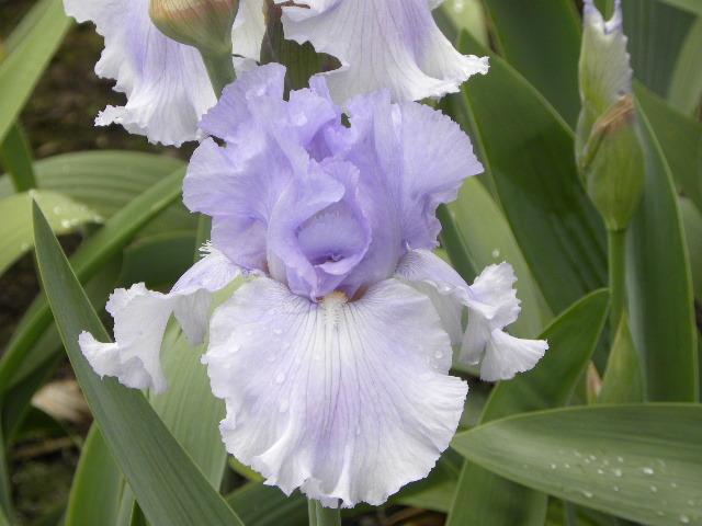 Photo of the bloom of Tall Bearded Iris (Iris 'Queen of the Mist ...