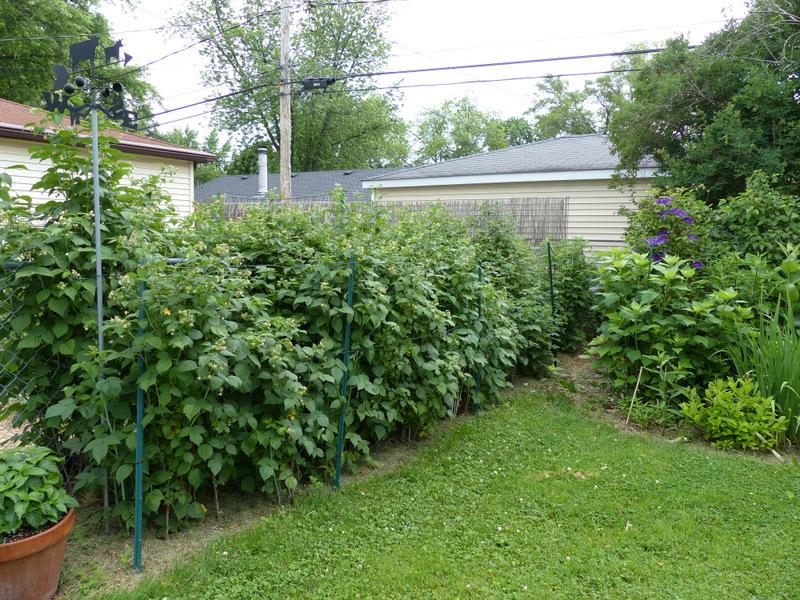 Photo of the entire plant of Raspberry (Rubus idaeus 'Latham') posted ...