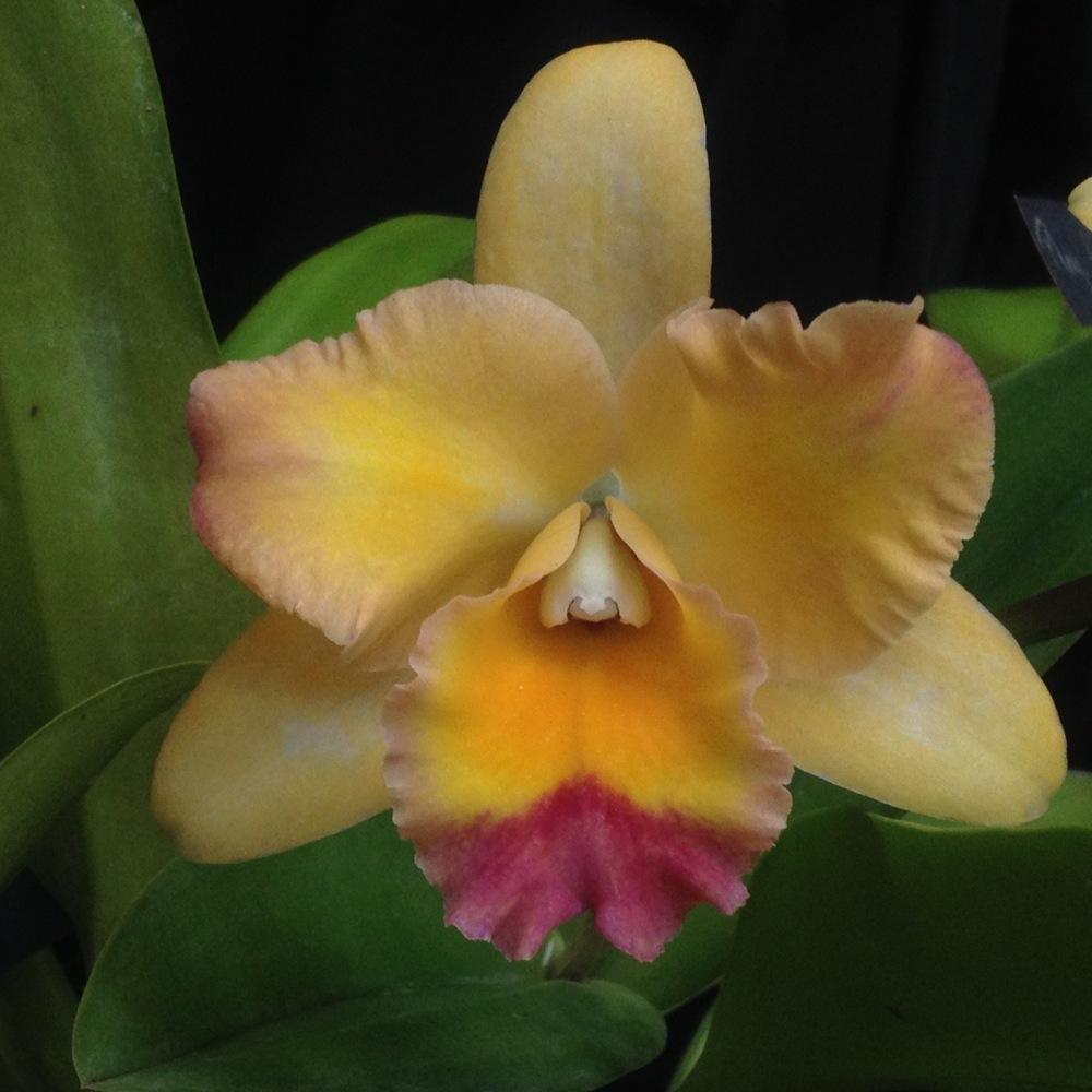 Photo of the bloom of Orchid (Rhyncattleanthe Momilani Rainbow 'The ...