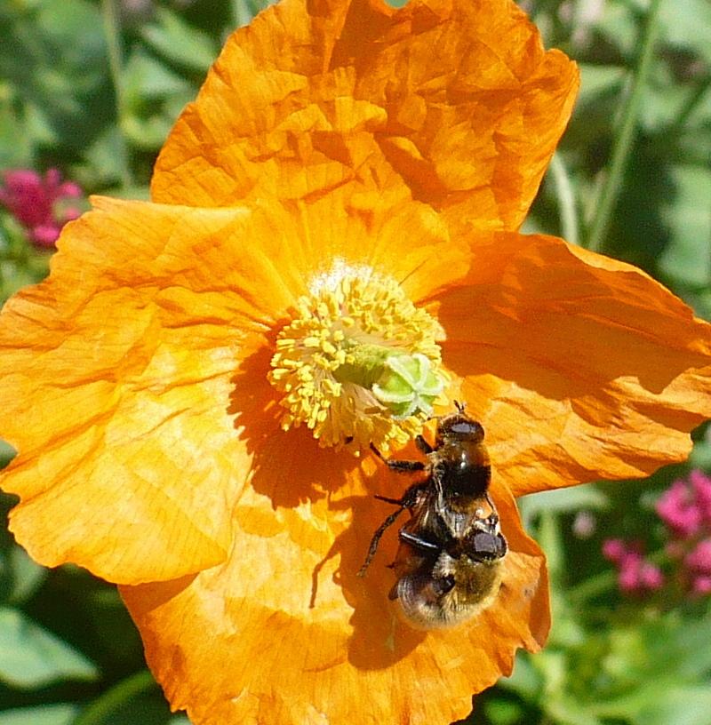 Photo of the stamens, filaments and pistils of Moroccan Poppy (Papaver ...