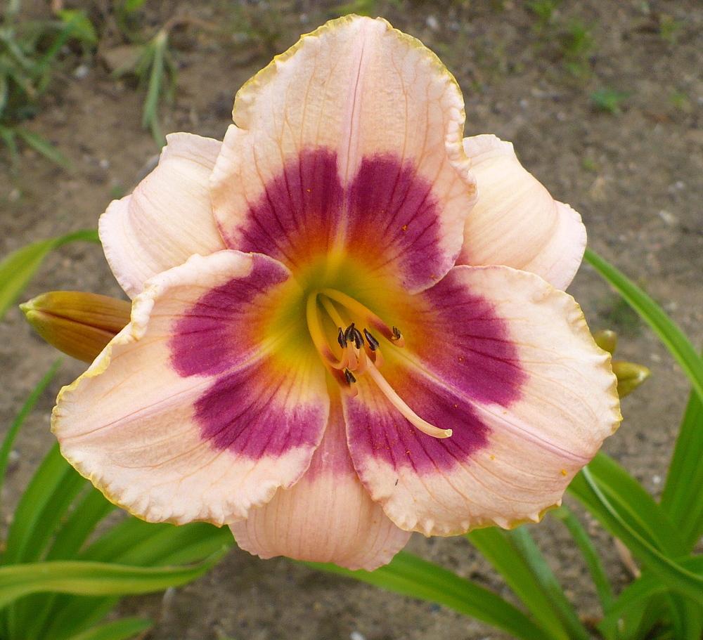 Photo of the bloom of Daylily (Hemerocallis 'Wineberry Candy') posted ...