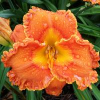 Photo of the bloom of Daylily (Hemerocallis 'Sun Scream') posted by ...
