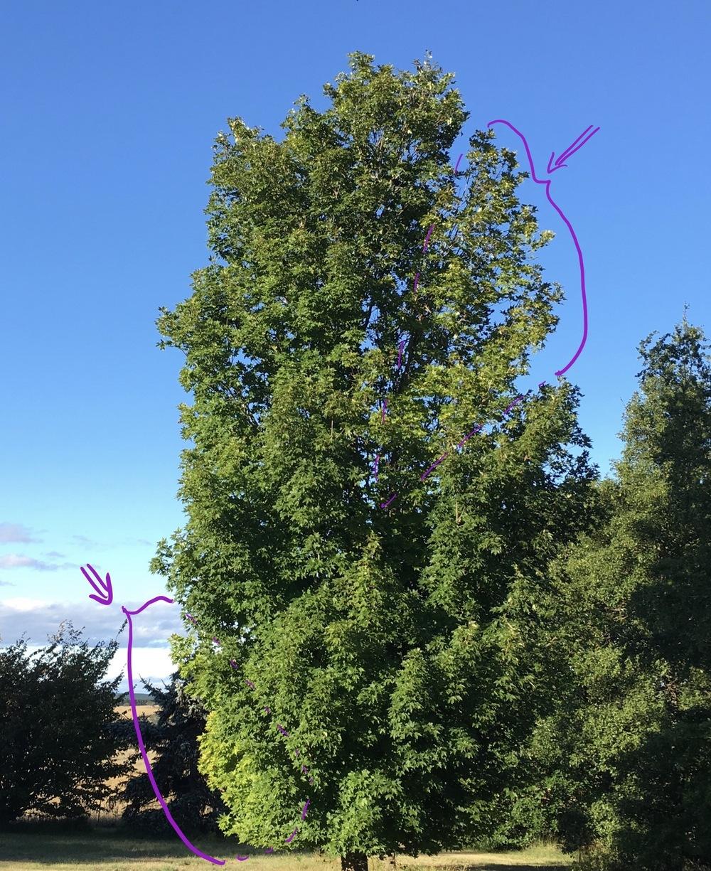 Mature Sugar Maple early dieback, possible disease? in the Ask a ...