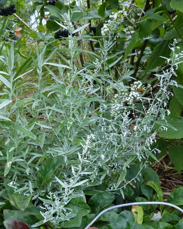 Photo of the entire plant of Prairie Sage (Artemisia ludoviciana ...
