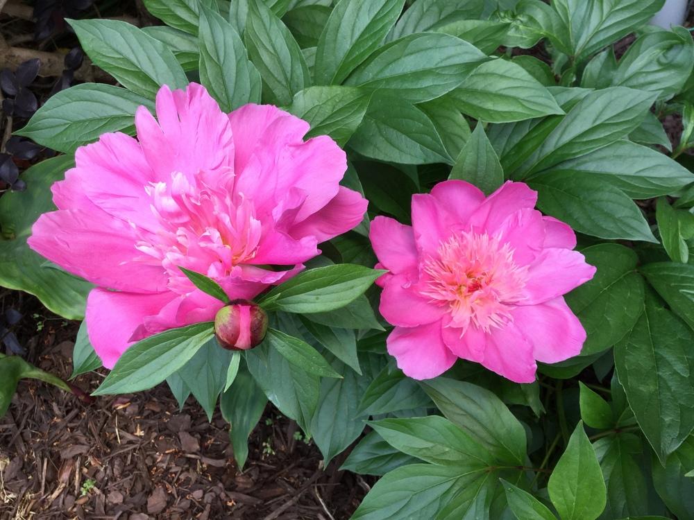 Peony ID in the Peonies forum - Garden.org