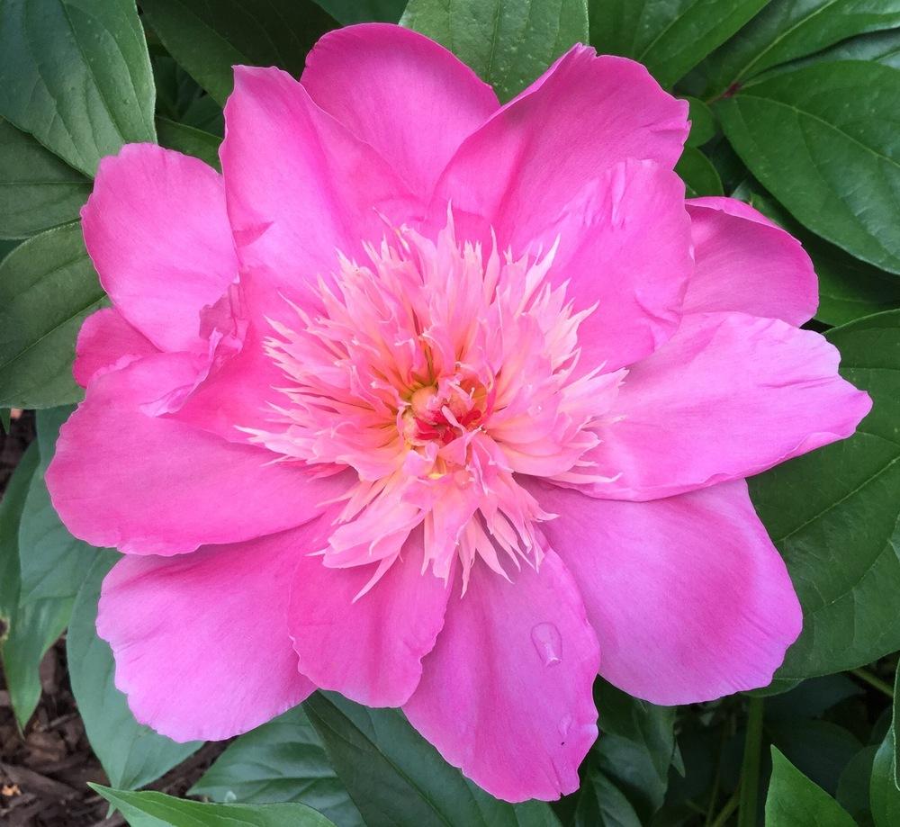 Peony ID in the Peonies forum - Garden.org