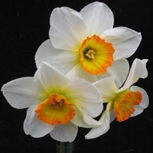 Large-Cupped Daffodil (Narcissus 'Flower Record') in the Daffodils ...