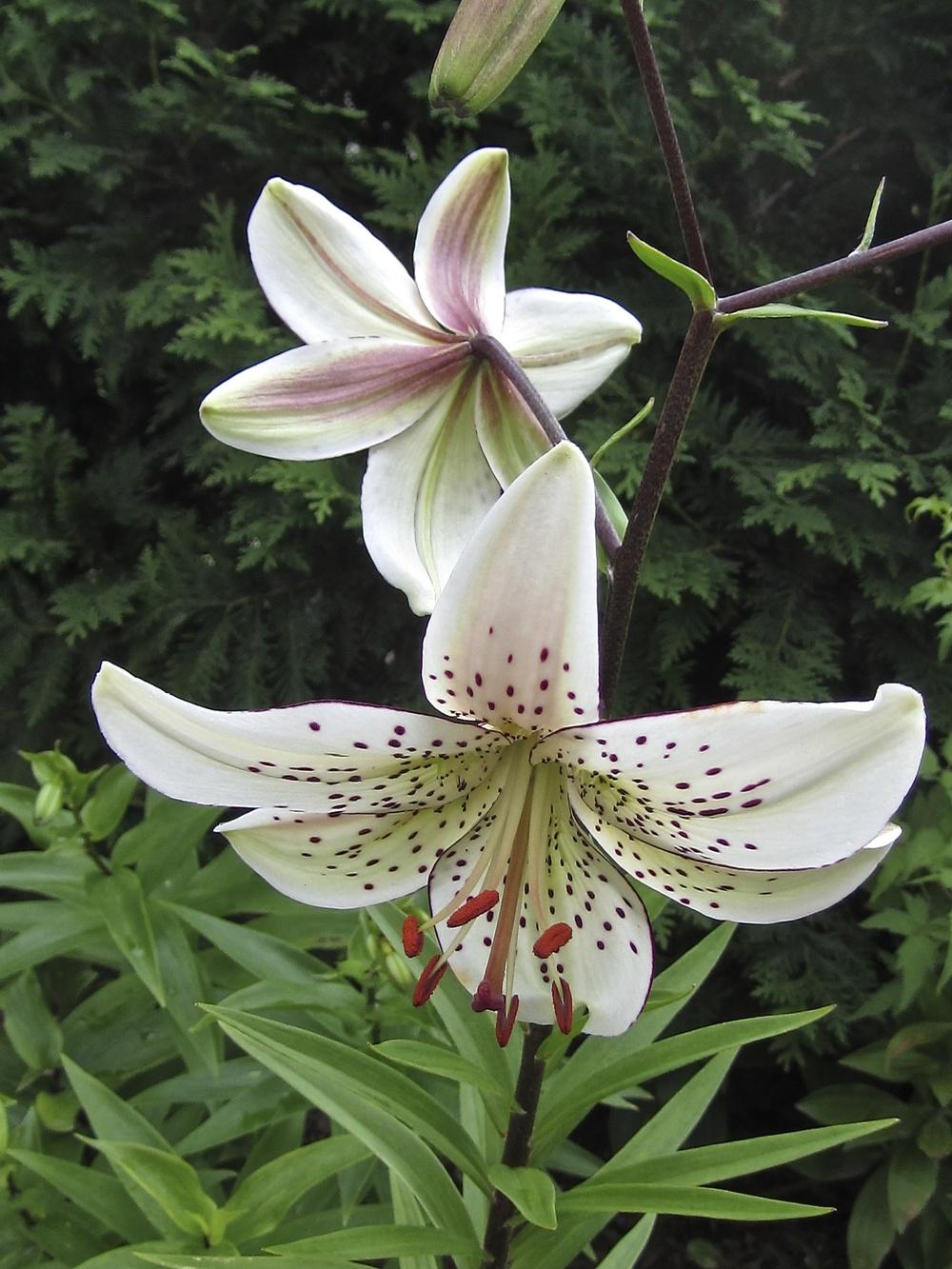 Unusual Coloured or Patterned Lilies in the Lilies forum - Garden.org