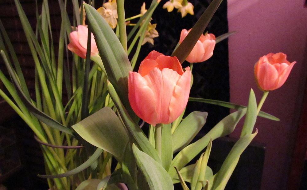 Photo of the bloom of Single Early Tulip (Tulipa 'Apricot Beauty') posted by jmorth - Garden.org