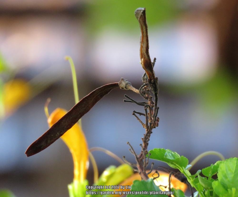 Photo of the seed pods or heads of Cape Honeysuckle (Tecoma capensis ...