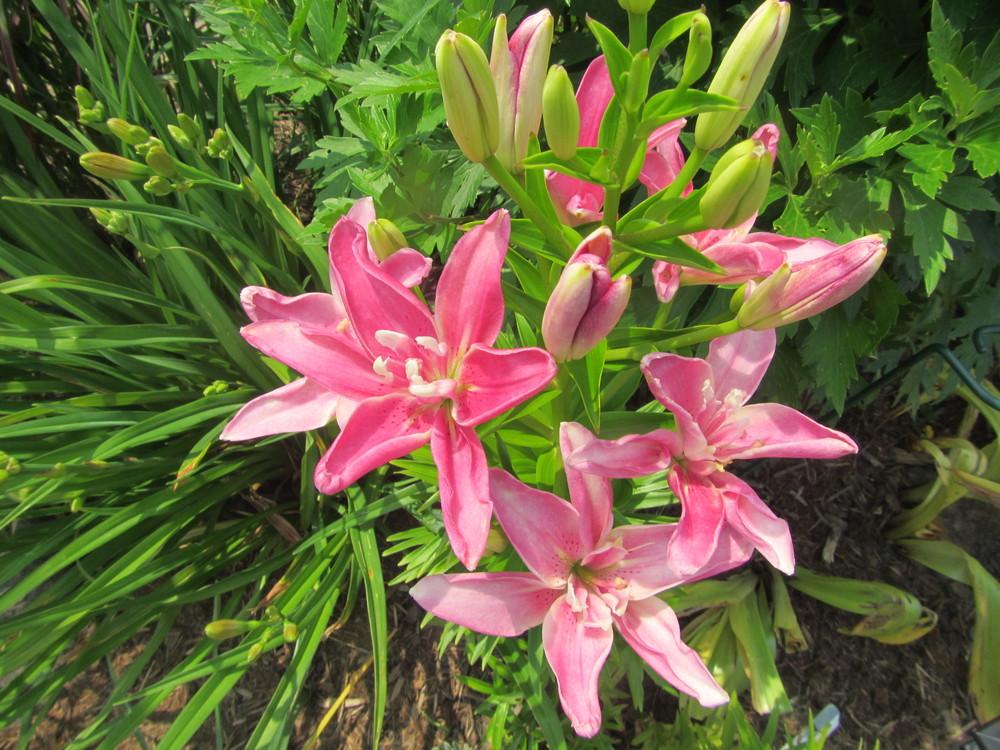 Lily (Lilium 'Candy Blossom') in the Lilies Database - Garden.org
