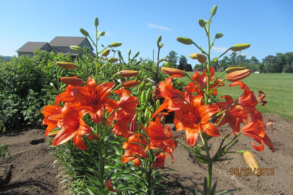 Photo of the stem, scape, stalk or bark of Lily (Lilium 'Fire King ...