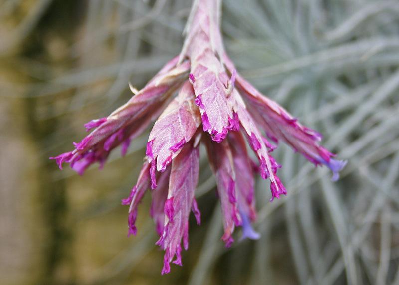 Photo of the bloom of Air Plant (Tillandsia tectorum) posted by ...