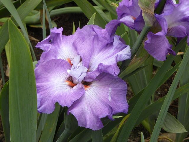 Tall Bearded Iris (Iris 'Full Disclosure') in the Irises Database ...