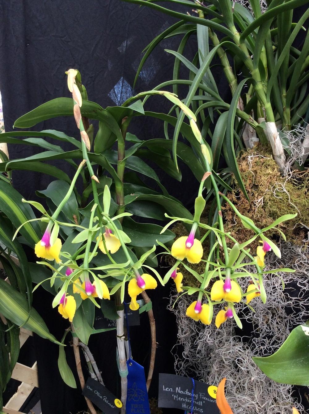 Renee Marques Tyler Orchid Plant Floral & Garden Crafts Home & Hobby ...