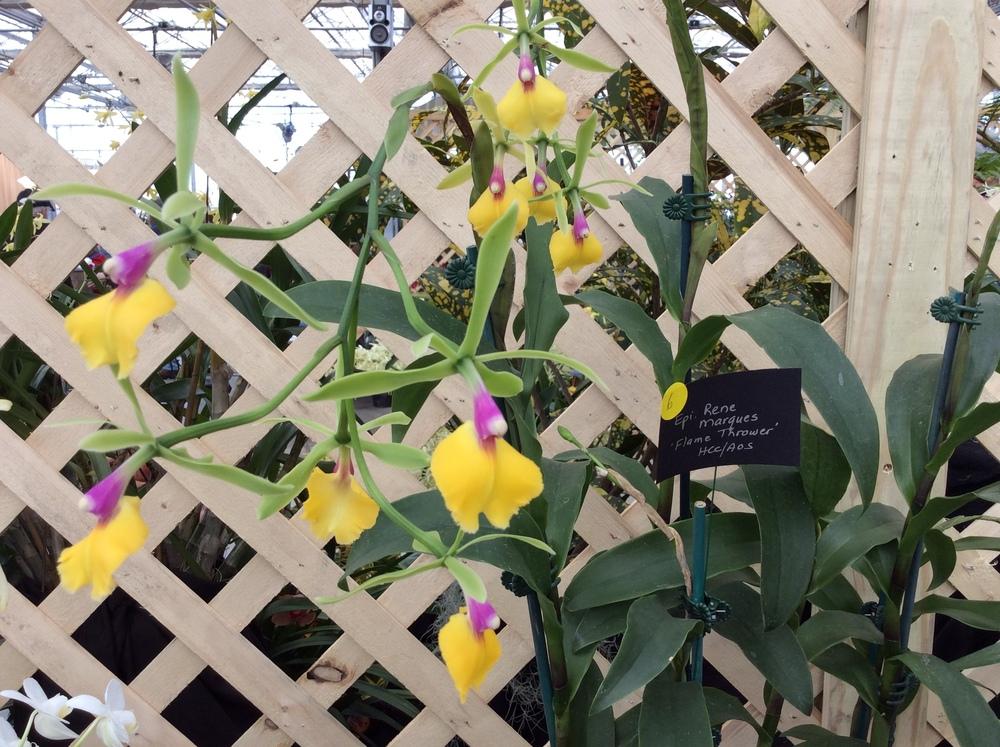 Orchid (Epicattleya René Marqués 'Flame Thrower') - Garden.org
