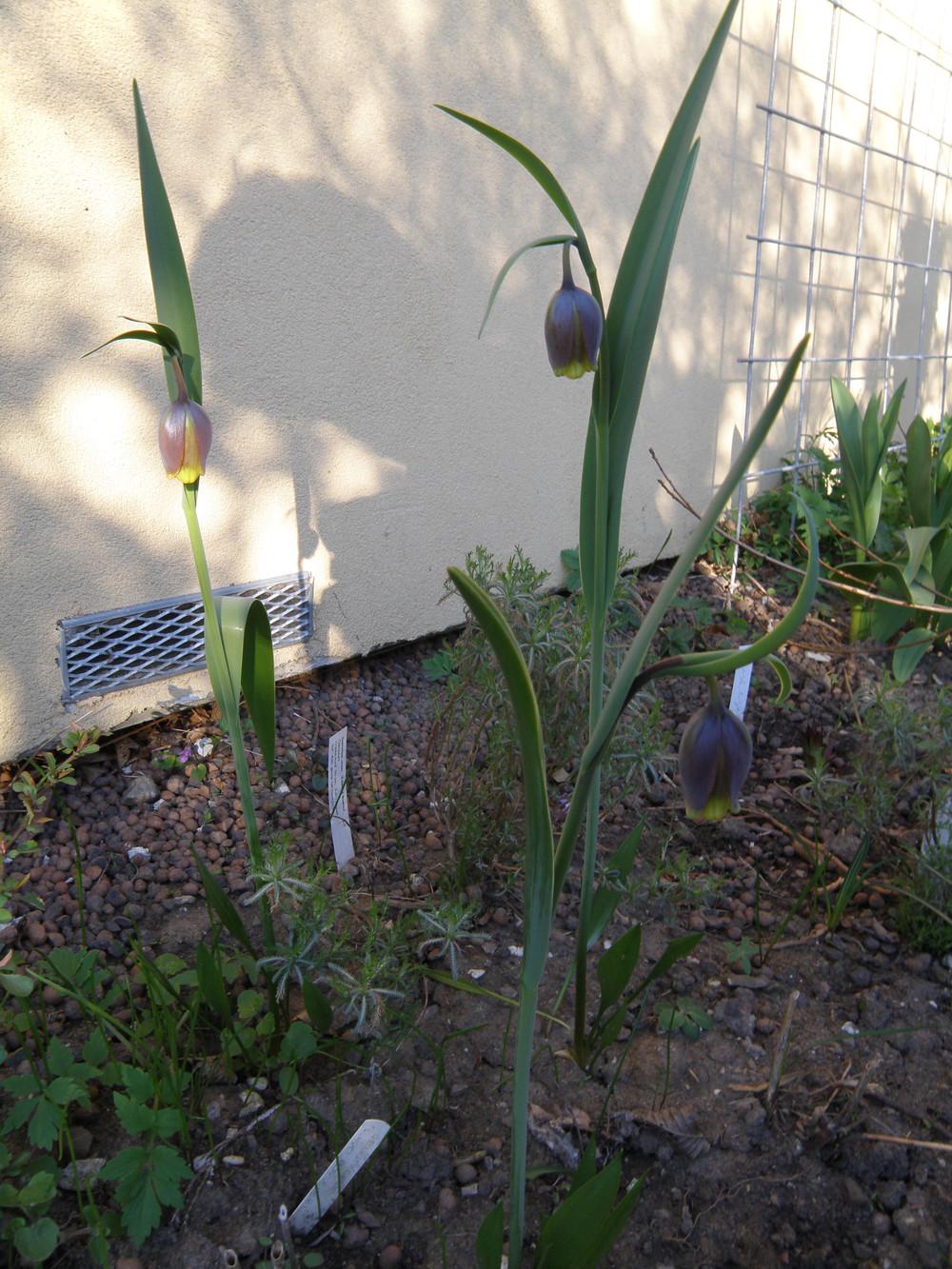 Photo of the entire plant of Fox's Grape (Fritillaria uva-vulpis ...