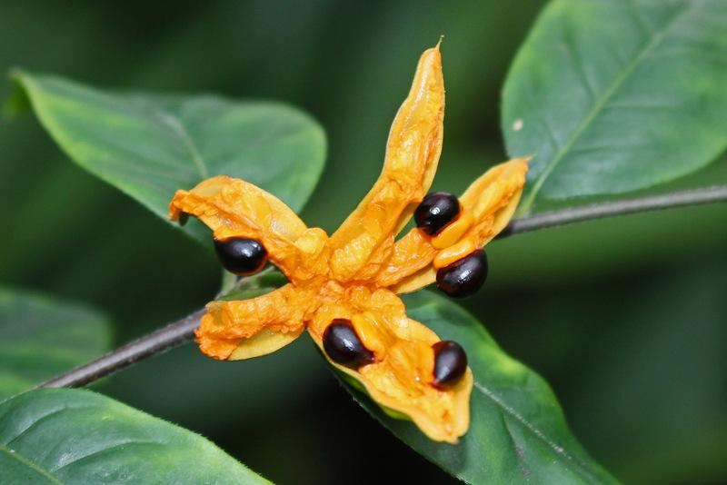 Photo of the fruit of African Honeysuckle (Turraea heterophylla) posted ...