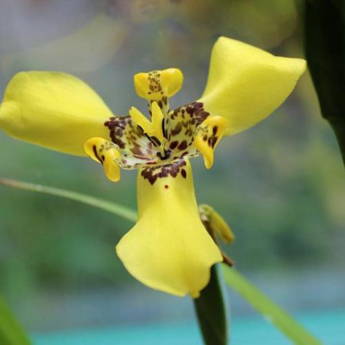Yellow Walking Iris (Trimezia martinicensis) - Garden.org