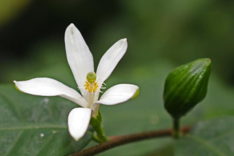 African Honeysuckle (Turraea heterophylla) - Garden.org