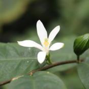 African Honeysuckle (Turraea heterophylla) - Garden.org