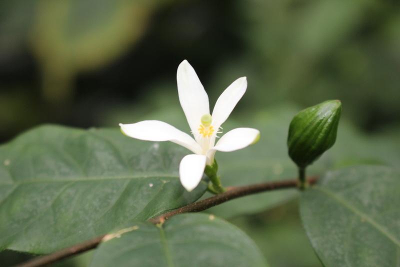 African Honeysuckle (Turraea heterophylla) - Garden.org