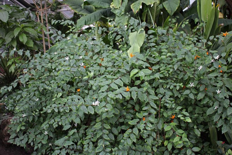 Photo of the entire plant of African Honeysuckle (Turraea heterophylla ...