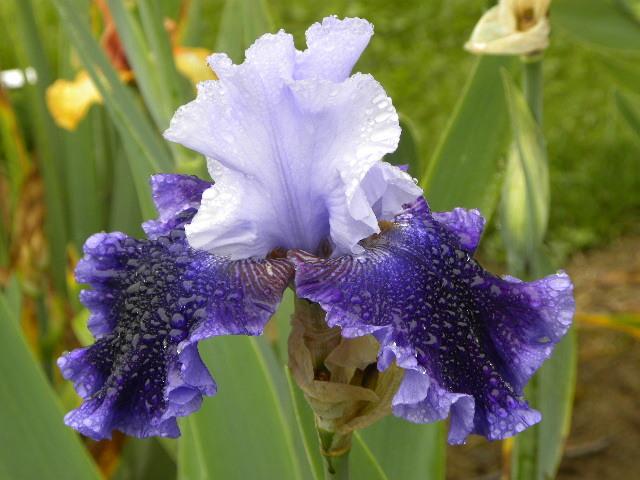 Photo of the bloom of Tall Bearded Iris (Iris 'Global Crossing') posted ...
