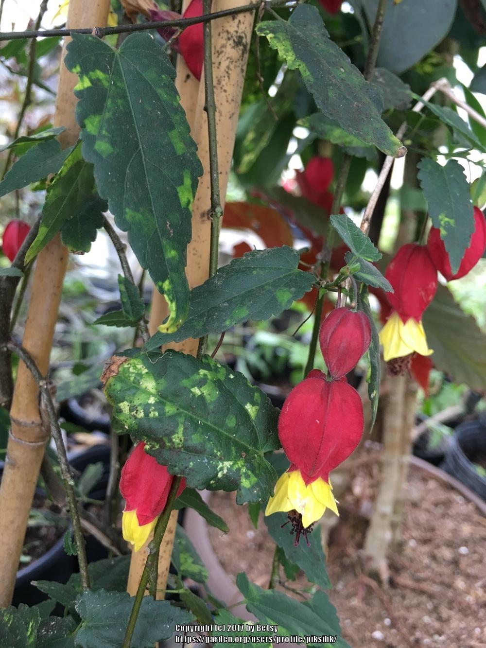 Abutilons: Plant Care and Collection of Varieties - Garden.org