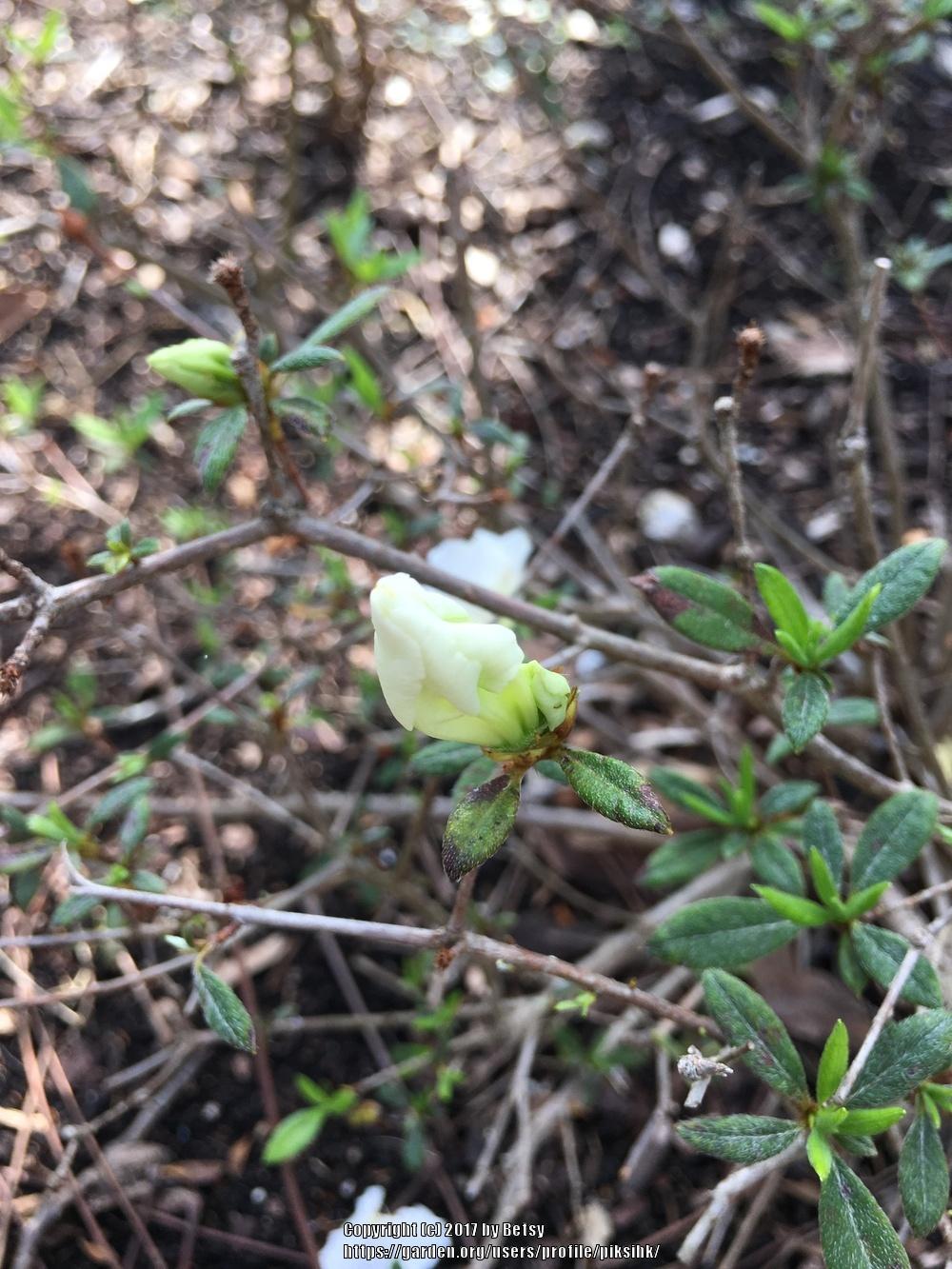 Azalea (Rhododendron Encore® Autumn Starlite™) in the Rhododendrons ...