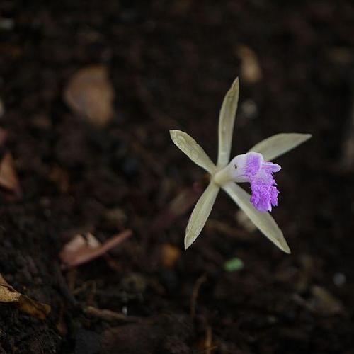 Orchid (Nervilia simplex) - Garden.org