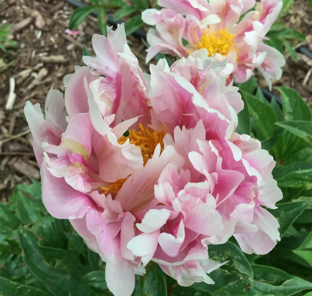 "Green" Peonies in the Peonies forum - Garden.org