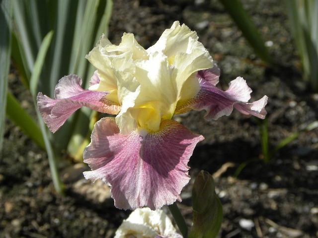 Tall Bearded Iris (Iris 'High Priestess') in the Irises Database ...