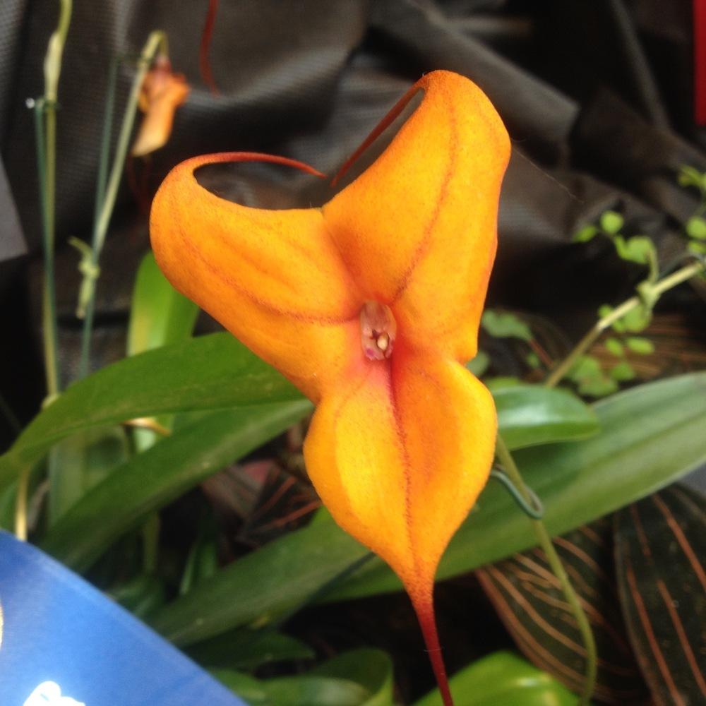 Orchid (Masdevallia Copper Angel 'Orange Sunset') - Garden.org