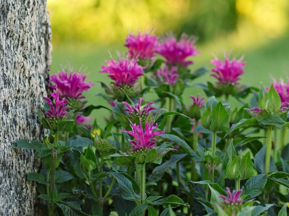 Bee Balms: Plant Care and Collection of Varieties - Garden.org