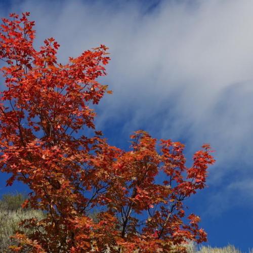 Bigtooth Maple (Acer grandidentatum) - Garden.org