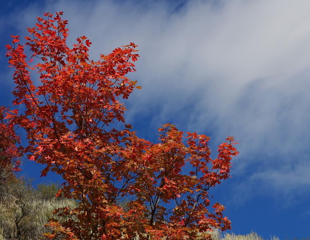 Photo of the fall color of Bigtooth Maple (Acer grandidentatum) posted ...