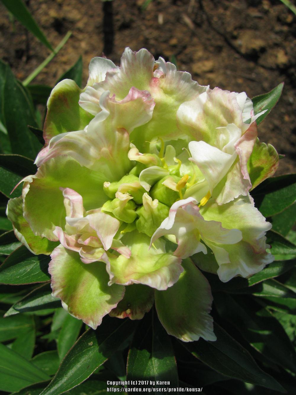 "Green" Peonies in the Peonies forum - Garden.org