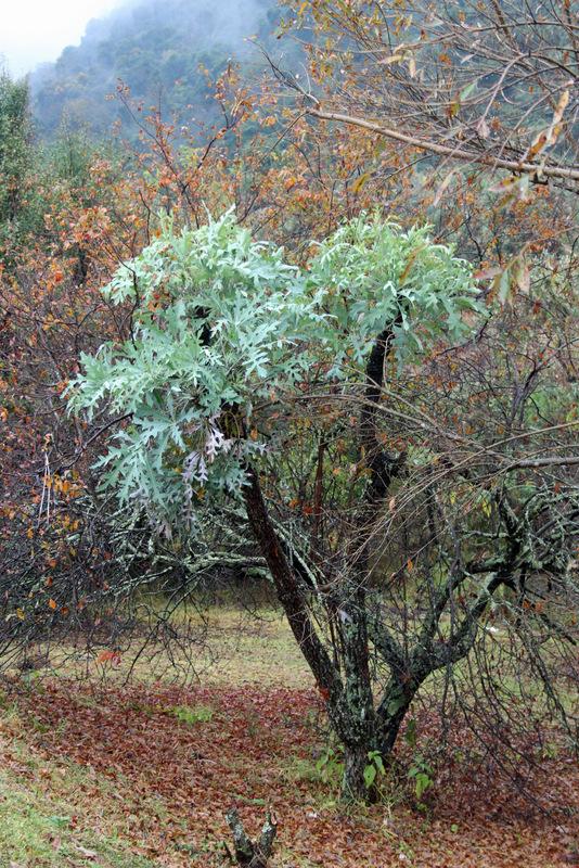 Photo of the entire plant of Mountain Cabbage Tree (Cussonia paniculata ...