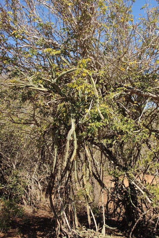 Photo of the entire plant of Veldt Grape (Cissus quadrangularis) posted ...