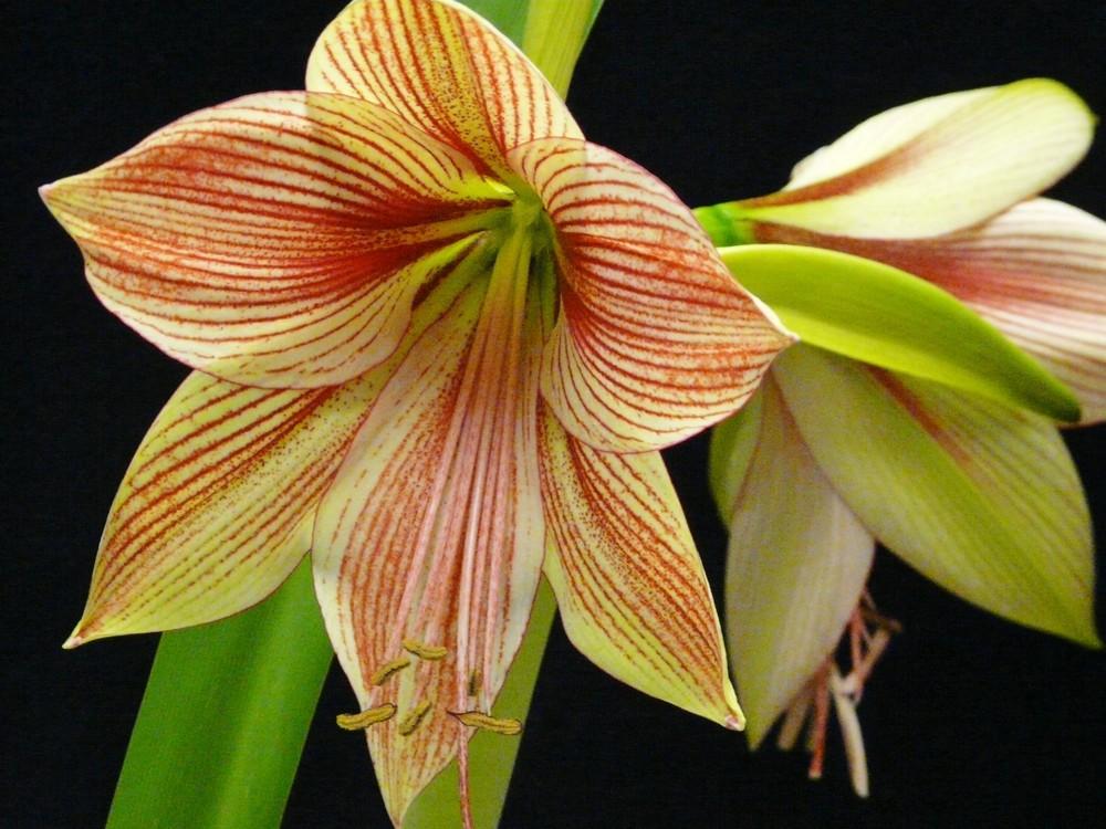 Photo of the bloom of Butterfly Amaryllis (Hippeastrum papilio) posted ...