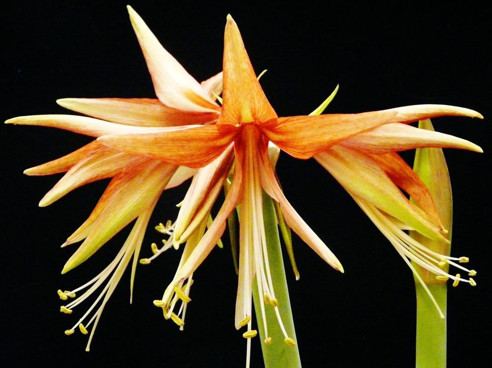 Photo of the bloom of Amaryllis (Hippeastrum 'Sumatra') posted by ...